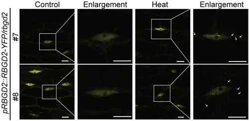 Study liquid–liquid phase separation with optical microscopy: A ...