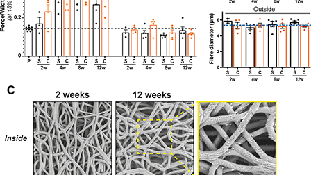 The effect of chronic kidney disease on tissue formation of in situ ...