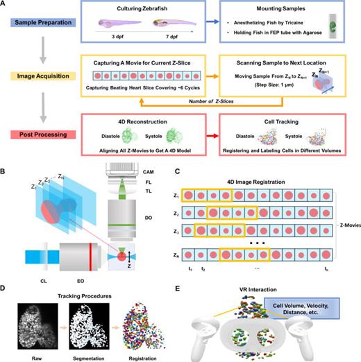 4D Light-sheet imaging and interactive analysis of cardiac ...