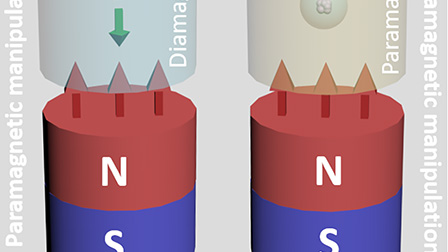 Magnetic force-based cell manipulation for in vitro tissue engineering ...