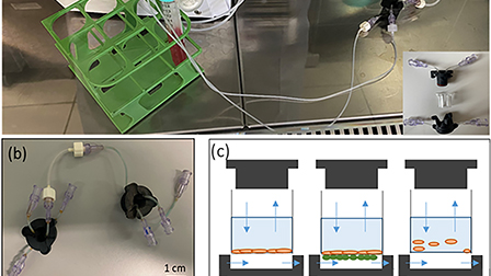 Human gut epithelium features recapitulated in MINERVA 2.0 millifluidic ...