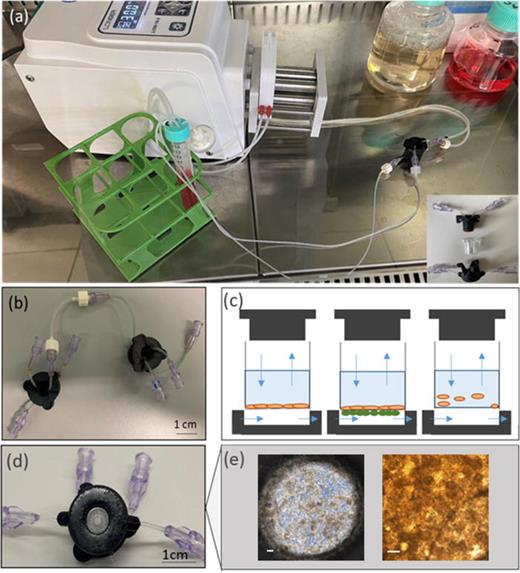 Human gut epithelium features recapitulated in MINERVA 2.0 millifluidic ...