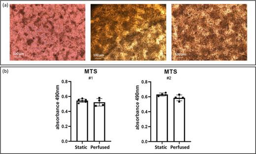 Human gut epithelium features recapitulated in MINERVA 2.0 millifluidic ...