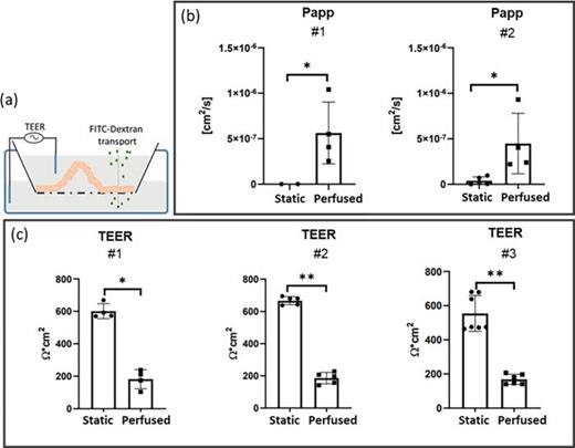 Human gut epithelium features recapitulated in MINERVA 2.0 millifluidic ...