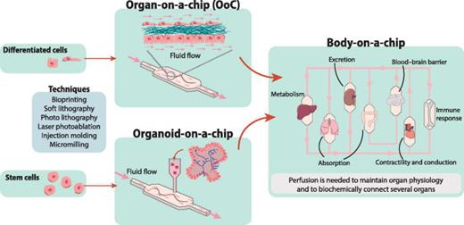 Fluid flow to mimic organ function in 3D in vitro models | APL ...