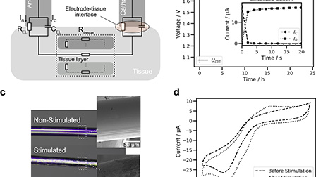 Generation of direct current electrical fields as regenerative therapy ...