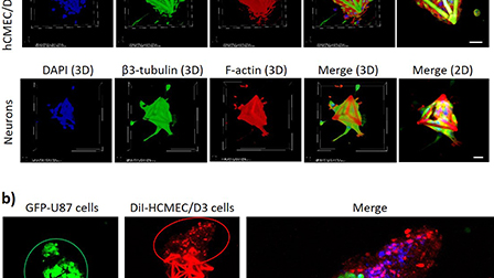 Magnetic self-assembly of 3D multicellular microscaffolds: A biomimetic ...