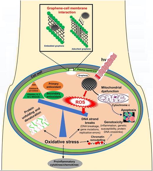 Photothermal therapy using graphene quantum dots | APL Bioengineering ...