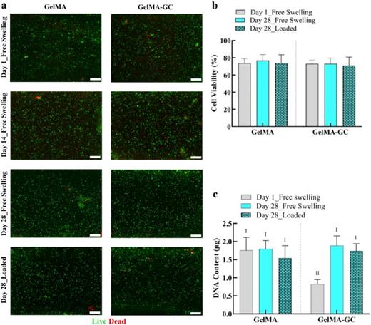 GelMA-glycol chitosan hydrogels for cartilage regeneration: The role of ...