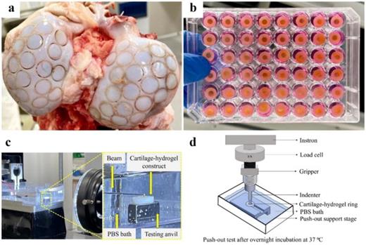 GelMA-glycol chitosan hydrogels for cartilage regeneration: The role of ...