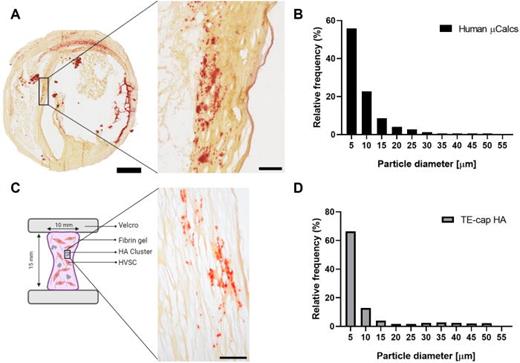 A tissue-engineered model of the atherosclerotic plaque cap: Toward ...