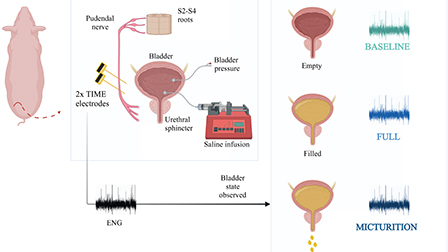 Decoding bladder state from pudendal intraneural signals in pigs | APL ...