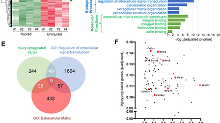 Survivin regulates intracellular stiffness and extracellular matrix ...