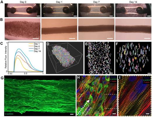 FRESH™ 3D bioprinted cardiac tissue, a bioengineered platform for in ...