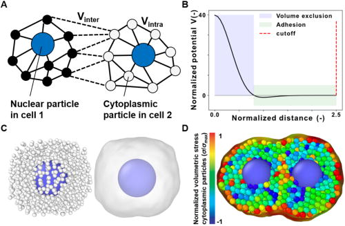 SEM2: Introducing mechanics in cell and tissue modeling using coarse ...