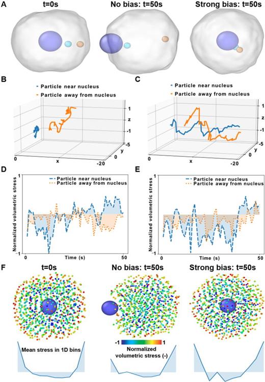 SEM2: Introducing mechanics in cell and tissue modeling using coarse ...