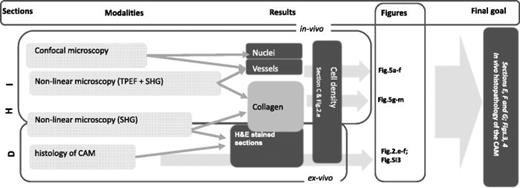 In vivo label-free tissue histology through a microstructured imaging ...