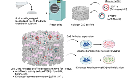 Dual delivery gene-activated scaffold directs fibroblast activity and ...