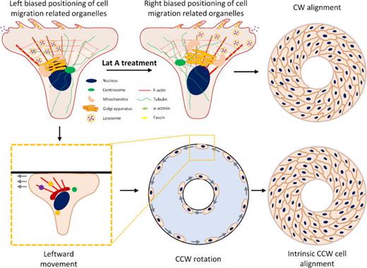 Asymmetrical positioning of cell organelles reflects the cell chirality of mouse myoblast cells ...