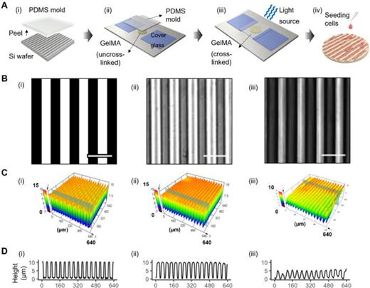 GelMA micropattern enhances cardiomyocyte organization, maturation, and ...