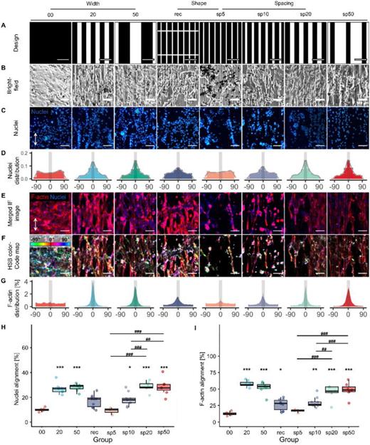 GelMA micropattern enhances cardiomyocyte organization, maturation, and ...