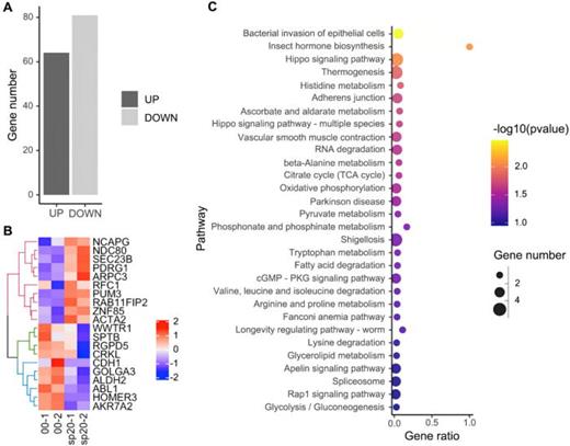 GelMA micropattern enhances cardiomyocyte organization, maturation, and ...