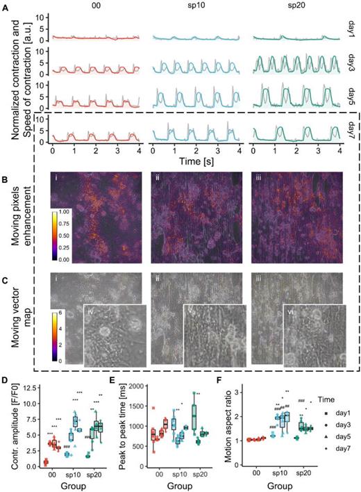 GelMA micropattern enhances cardiomyocyte organization, maturation, and ...