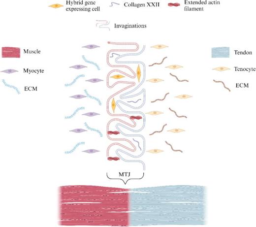 Engineering interfacial tissues: The myotendinous junction | APL ...