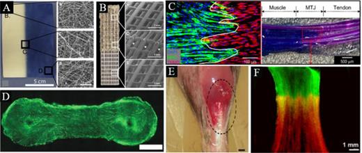 Engineering interfacial tissues: The myotendinous junction | APL ...