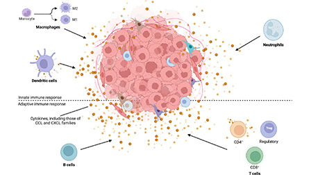 Biophysical and biochemical aspects of immune cell–tumor ...
