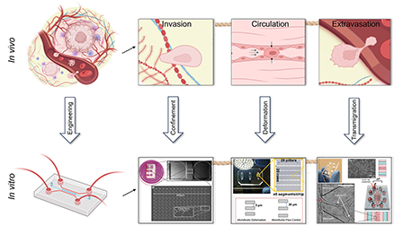 Insights into the mechanobiology of cancer metastasis via microfluidic ...