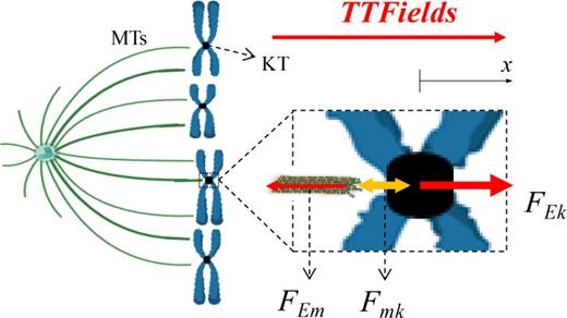 Electrodynamic interaction between tumor treating fields and ...