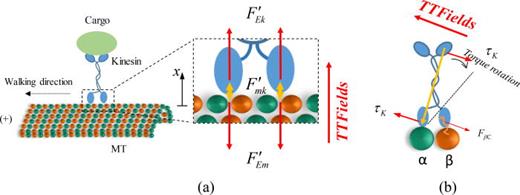 Electrodynamic interaction between tumor treating fields and ...