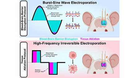 Burst sine wave electroporation (B-SWE) for expansive blood–brain ...