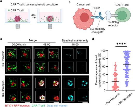 CAR T cell infiltration and cytotoxic killing within the core of 3D ...