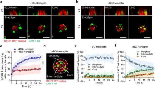 CAR T cell infiltration and cytotoxic killing within the core of 3D ...
