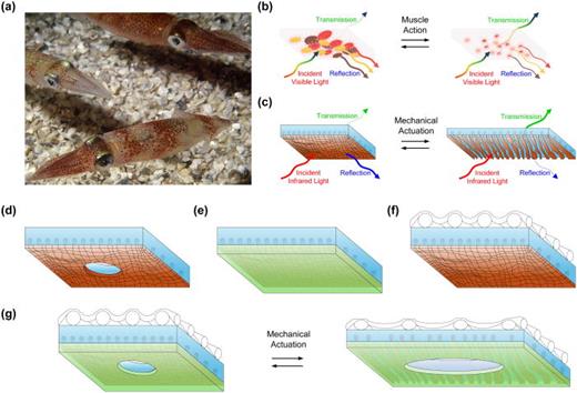 Manufacturing of breathable, washable, and fabric-integrated squid skin ...