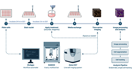 A programmable platform for probing cell migration and proliferation ...
