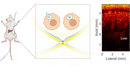 Harmonic imaging for nonlinear detection of acoustic biomolecules | APL ...