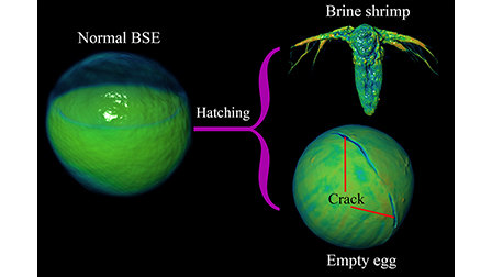 Visualization of the hatching of brine shrimp eggs using ultrafast and ...