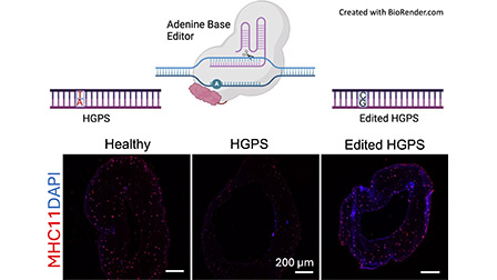 APL Bioengineering | AIP Publishing