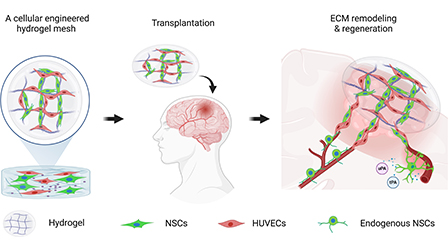 Advanced hydrogel mesh platform with neural stem cells and human ...
