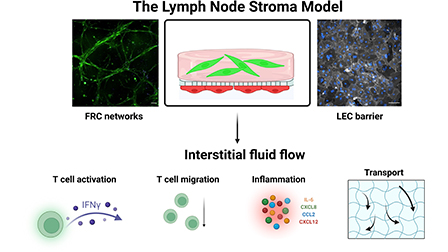 Interstitial fluid flow in an engineered human lymph node stroma model ...