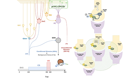 Modeling nitric oxide diffusion and plasticity modulation in cerebellar ...