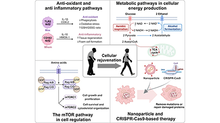APL Bioengineering | AIP Publishing