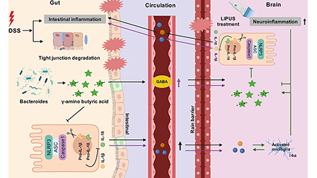 APL Bioengineering | AIP Publishing