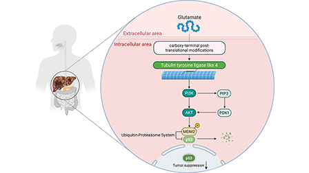 TTLL4 mediates the PI3K/AKT/MDM2 pathway to promote hepatocellular ...