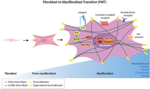 The mechanobiology of fibroblast activation in disease | APL ...