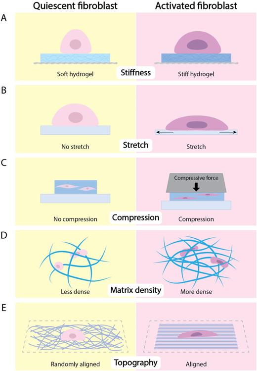 The mechanobiology of fibroblast activation in disease | APL Bioengineering | AIP Publishing
