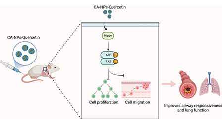 Regulation of airway remodeling in asthma: The synergistic effects of ...